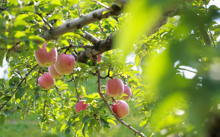 hirosaki apple park - Wonderful Japan