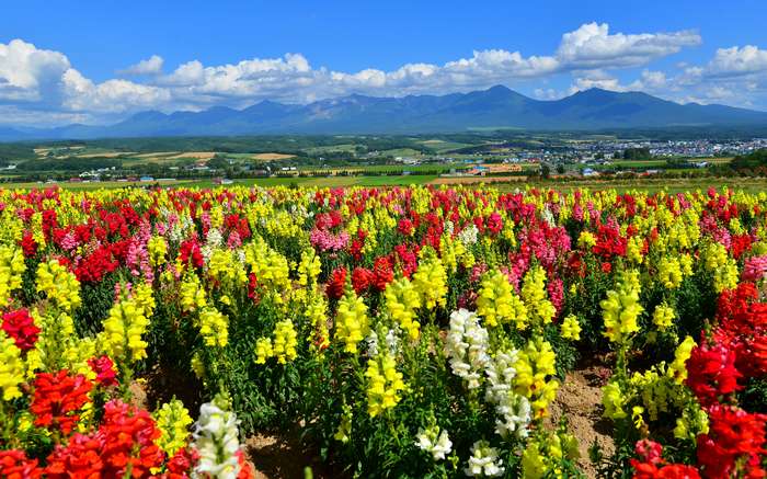Furano : Tourism and Travel Guide - Wonderful Japan