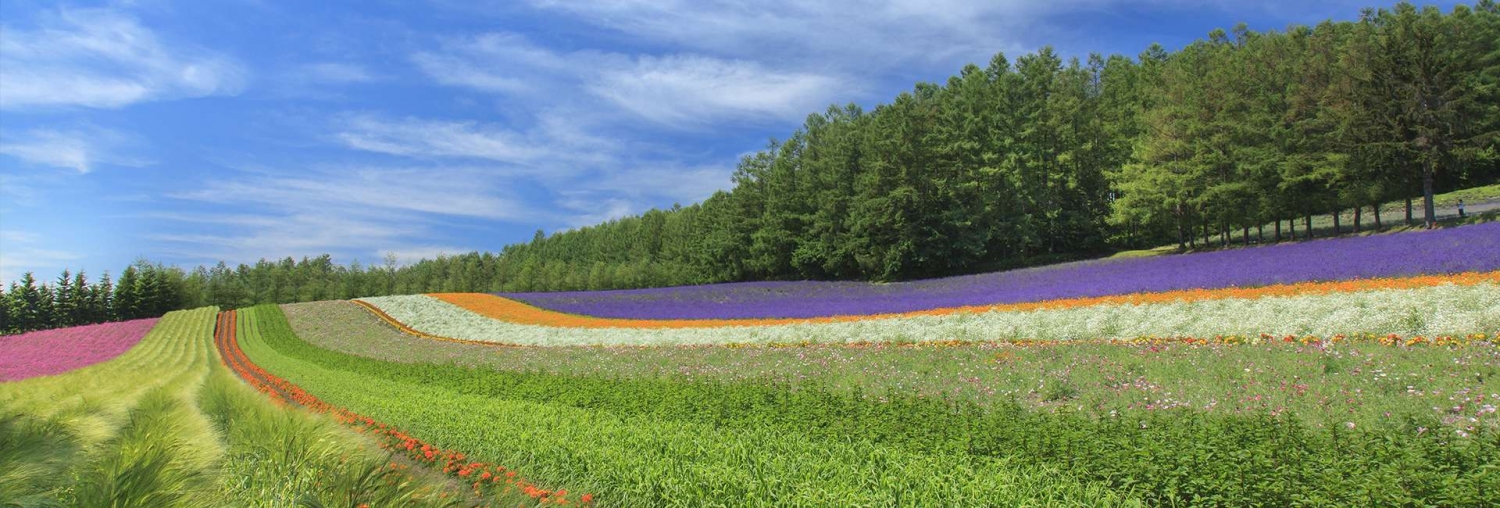 Furano : Flower fields and skiing in Hokkaido - Wonderful Japan